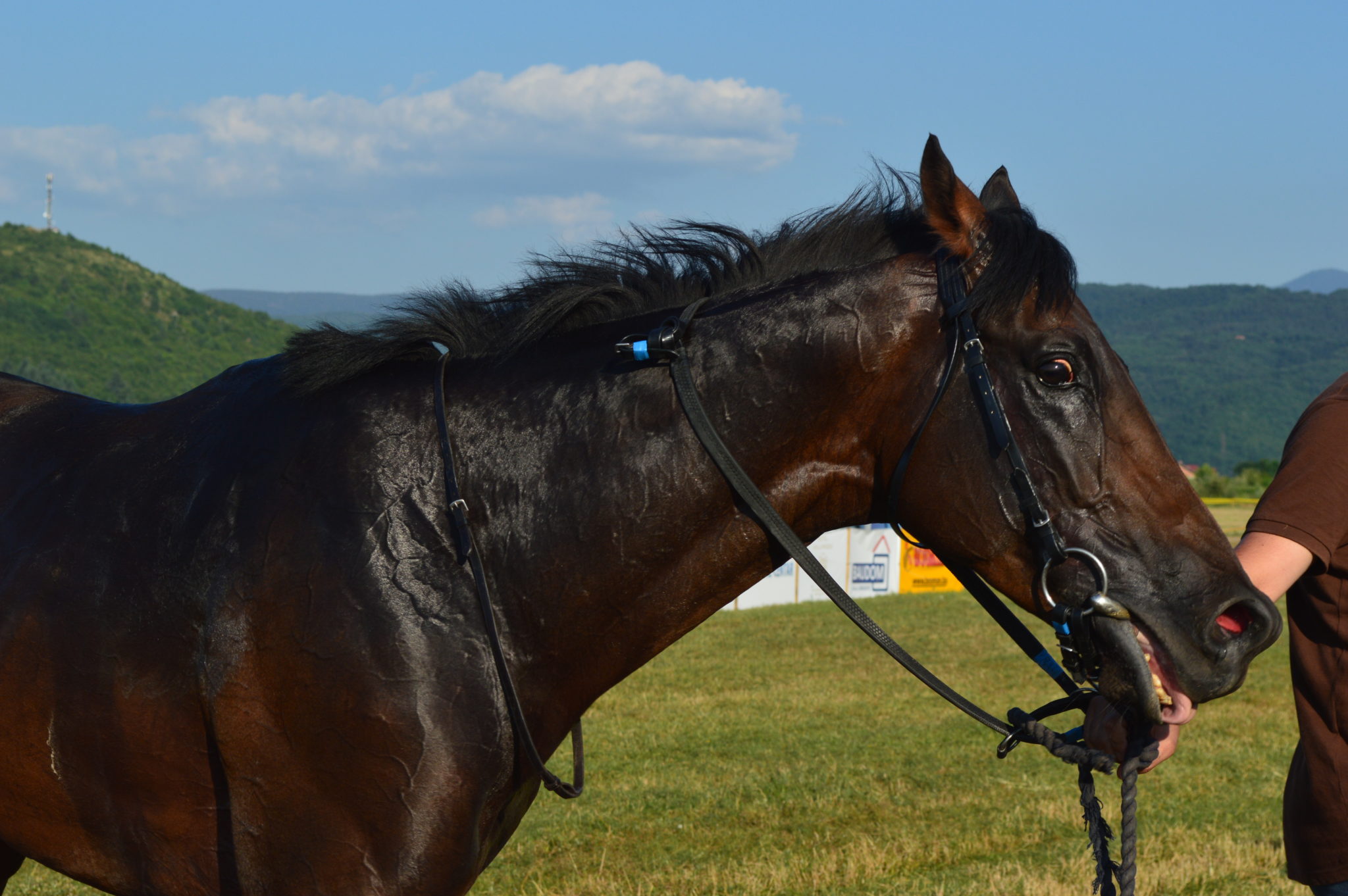 The Butmir Hippodrome: A 130-Year-Old Horse Racing Tradition Returns ...